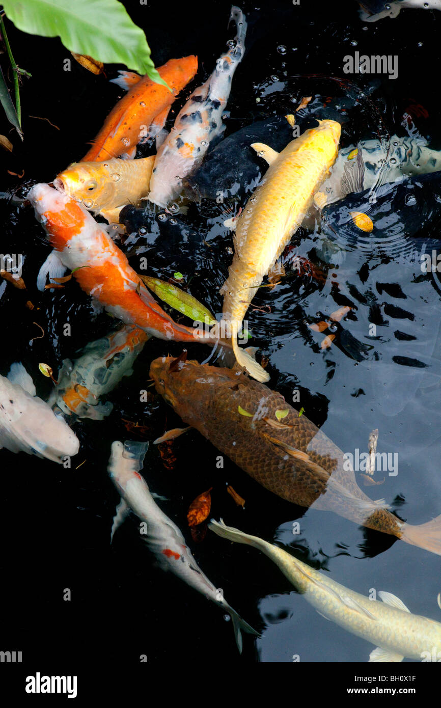 Koi fish front view hi-res stock photography and images - Alamy