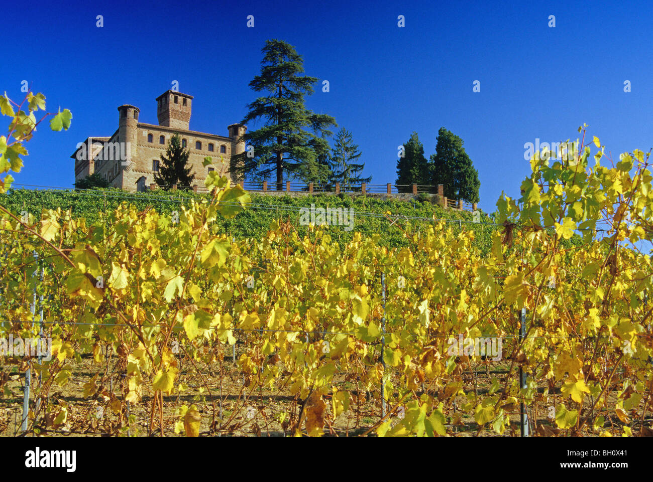 Vineyard and Castello Grinzane Cavour under blue sky, Piedmont, Italy ...