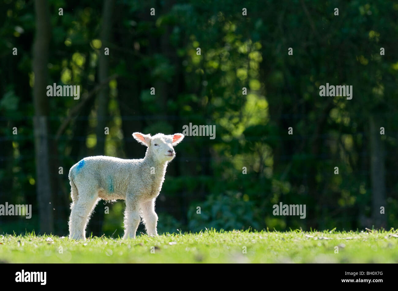 Romney sheep lamb, Kent, England Stock Photo - Alamy