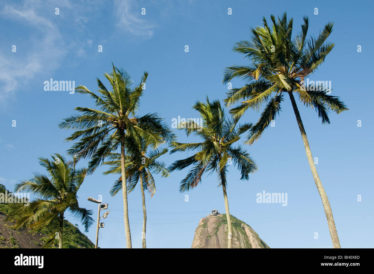 Brazil. Palm trees at Praia Vermelha,Urca, in Rio de Janeiro, with ...