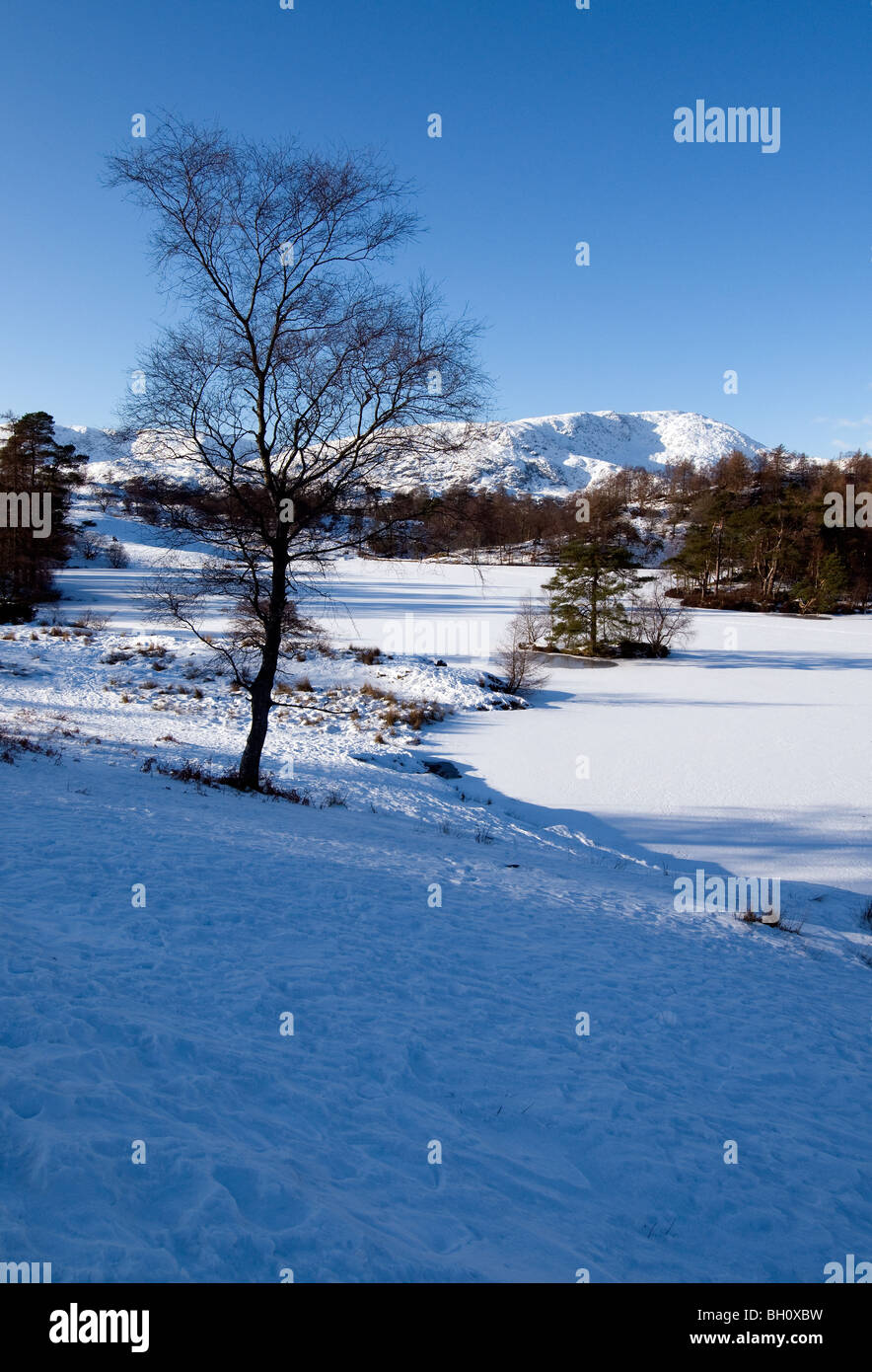 A frozen Tarn Hows in the Lake District Stock Photo - Alamy
