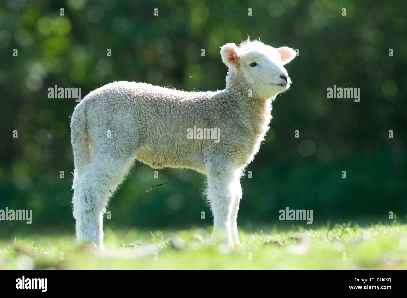 Romney sheep lamb, Kent, England Stock Photo - Alamy