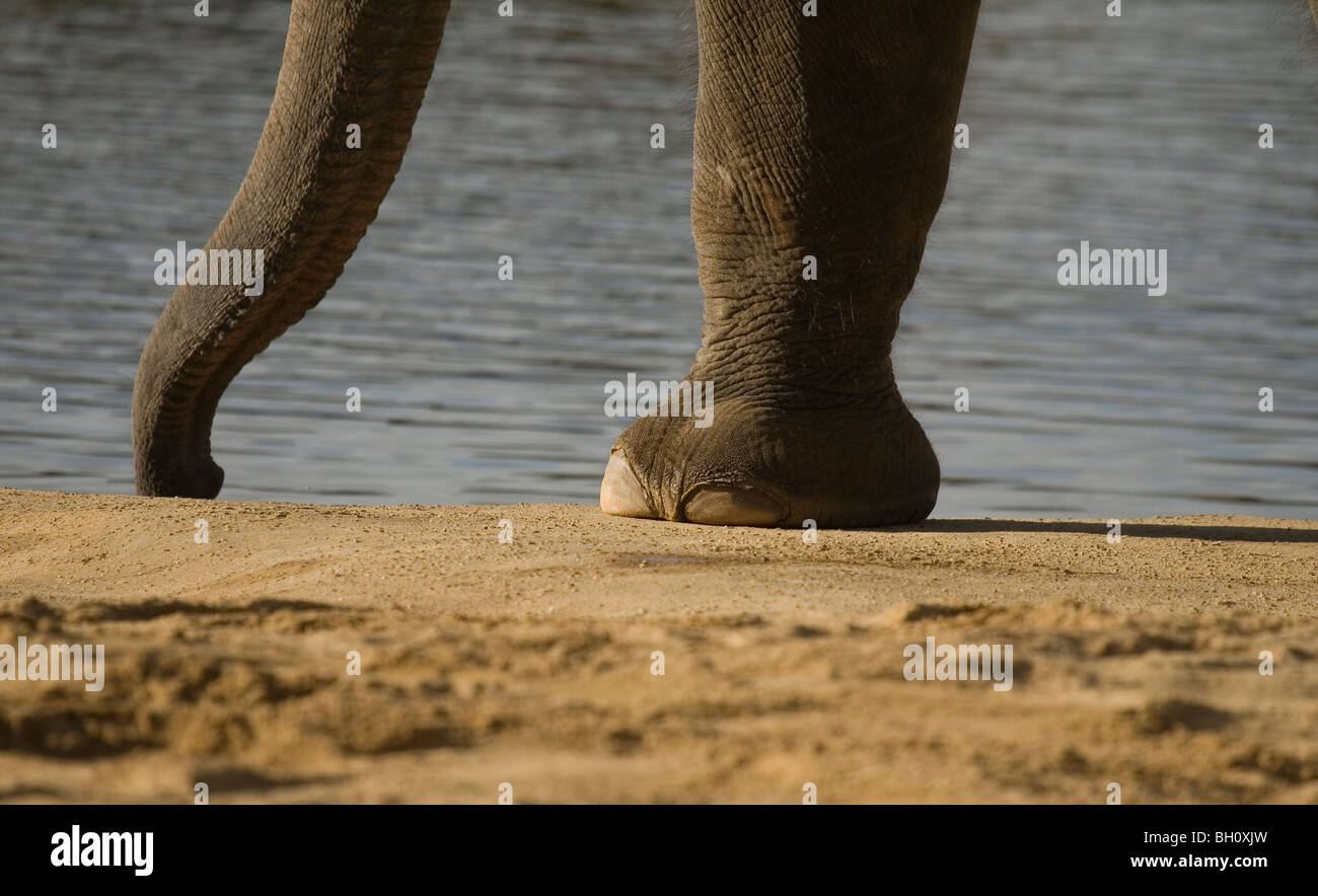Indian asian elephant hi-res stock photography and images - Alamy