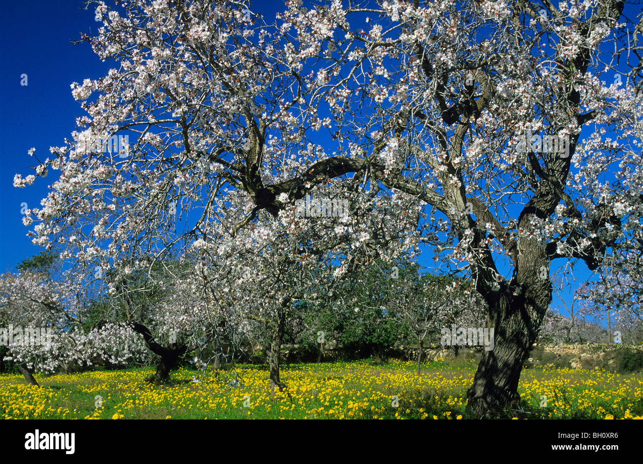 Europe, Spain, Majorca, near Selva, bloomy almond trees Stock Photo - Alamy