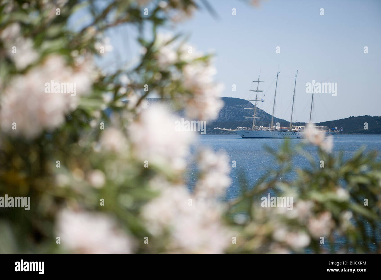 Flowers and sailing ship Star Clipper anchoring, Ermioni, Peloponnese ...
