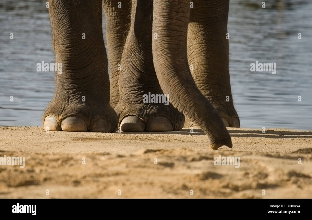 Indian (Asian) Elephant Stock Photo - Alamy
