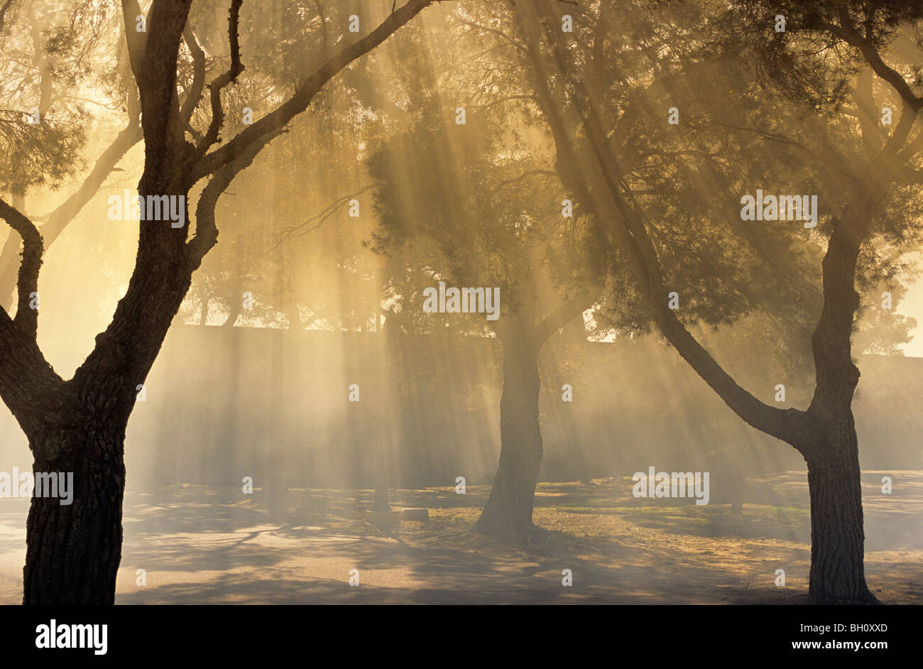 Europe, Spain, Majorca, near Santanyi. Pine trees Stock Photo - Alamy
