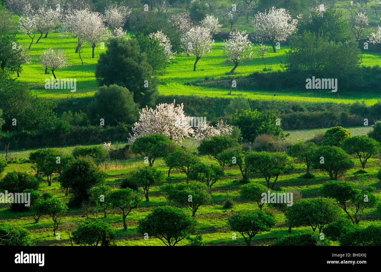 Europe, Spain, Majorca, near Capdella, bloomy almond trees Stock Photo ...