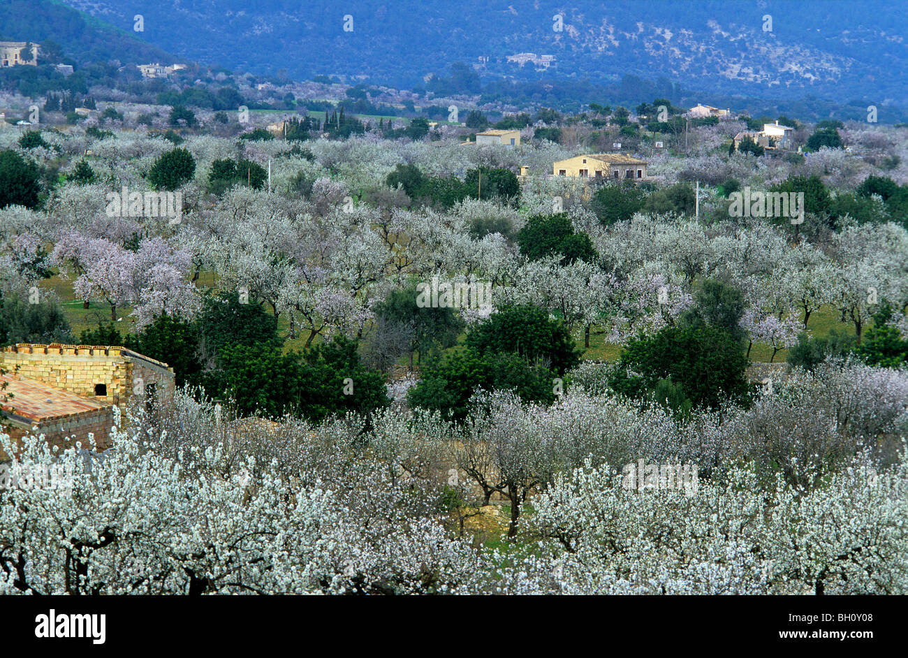 Europe, Spain, Majorca, near Selva, blooming almond trees Stock Photo ...