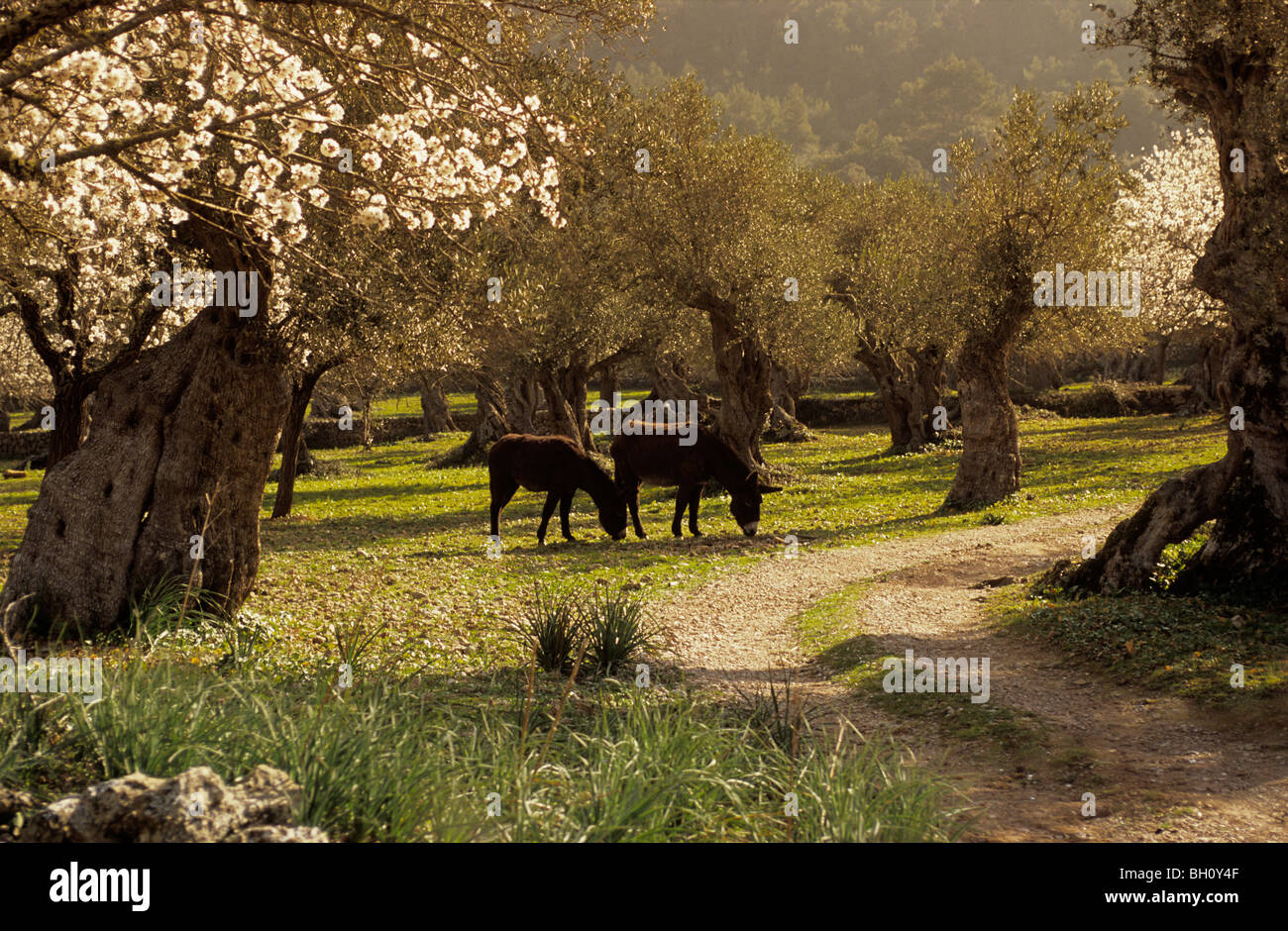 Almond tree mallorca donkey hi-res stock photography and images - Alamy