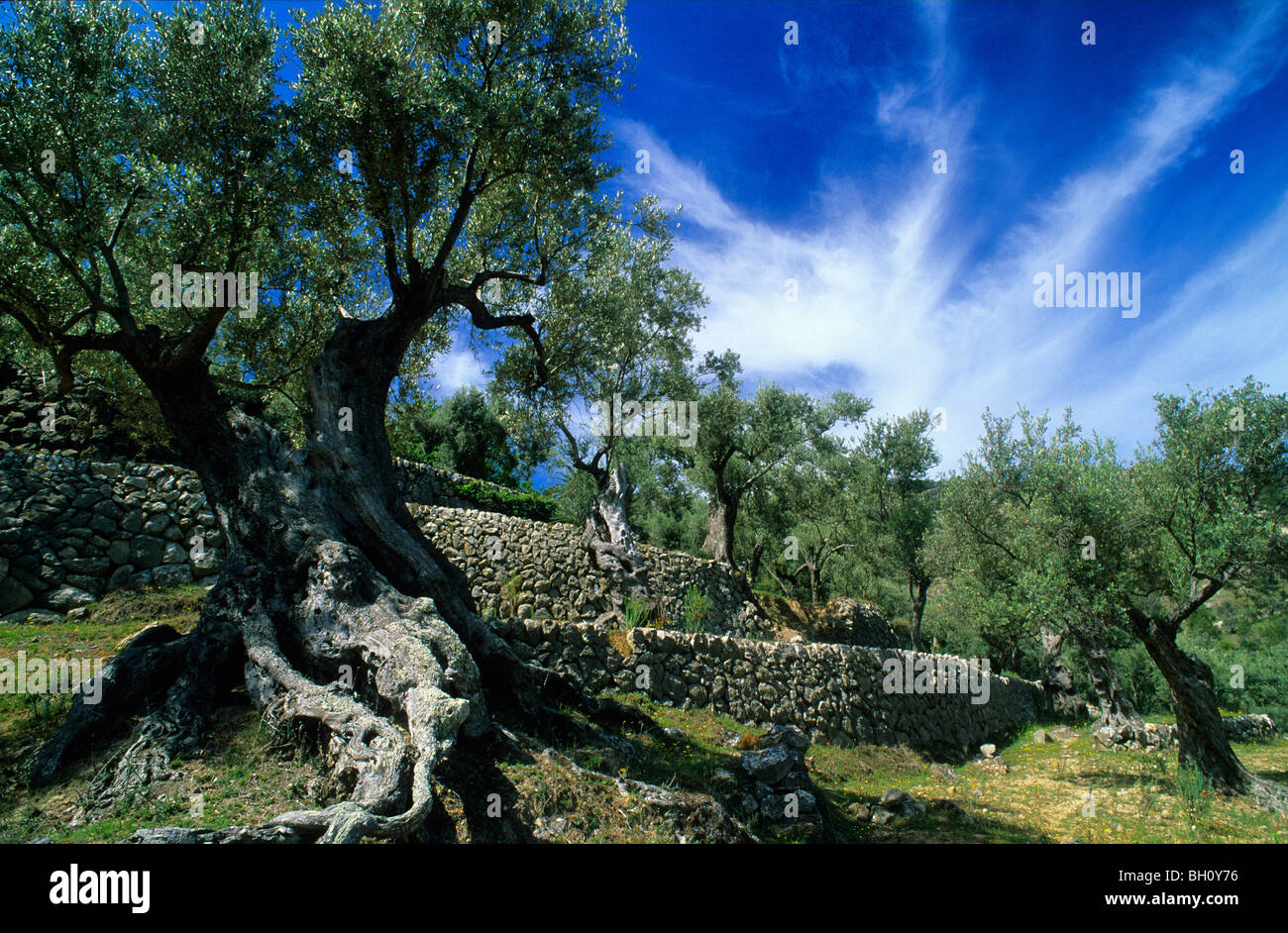 Olive trees deia majorca hi-res stock photography and images - Alamy