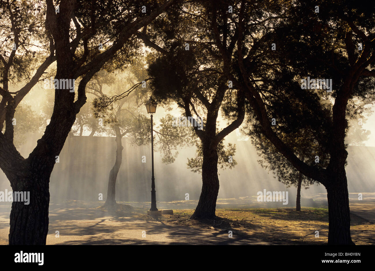 Europe, Spain, Majorca, Santanyi, pine trees Stock Photo - Alamy