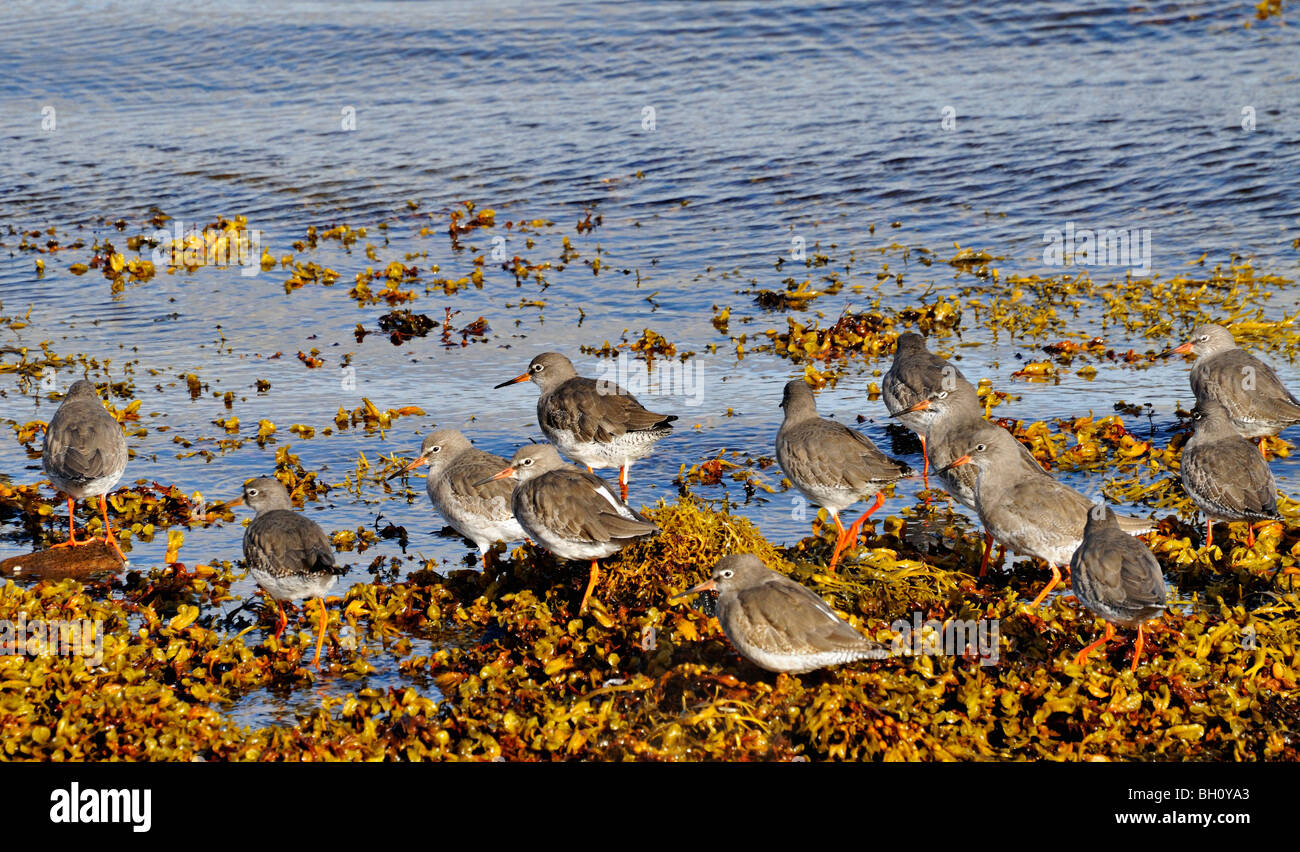 Flock of redshanks uk High Resolution Stock Photography and Images - Alamy