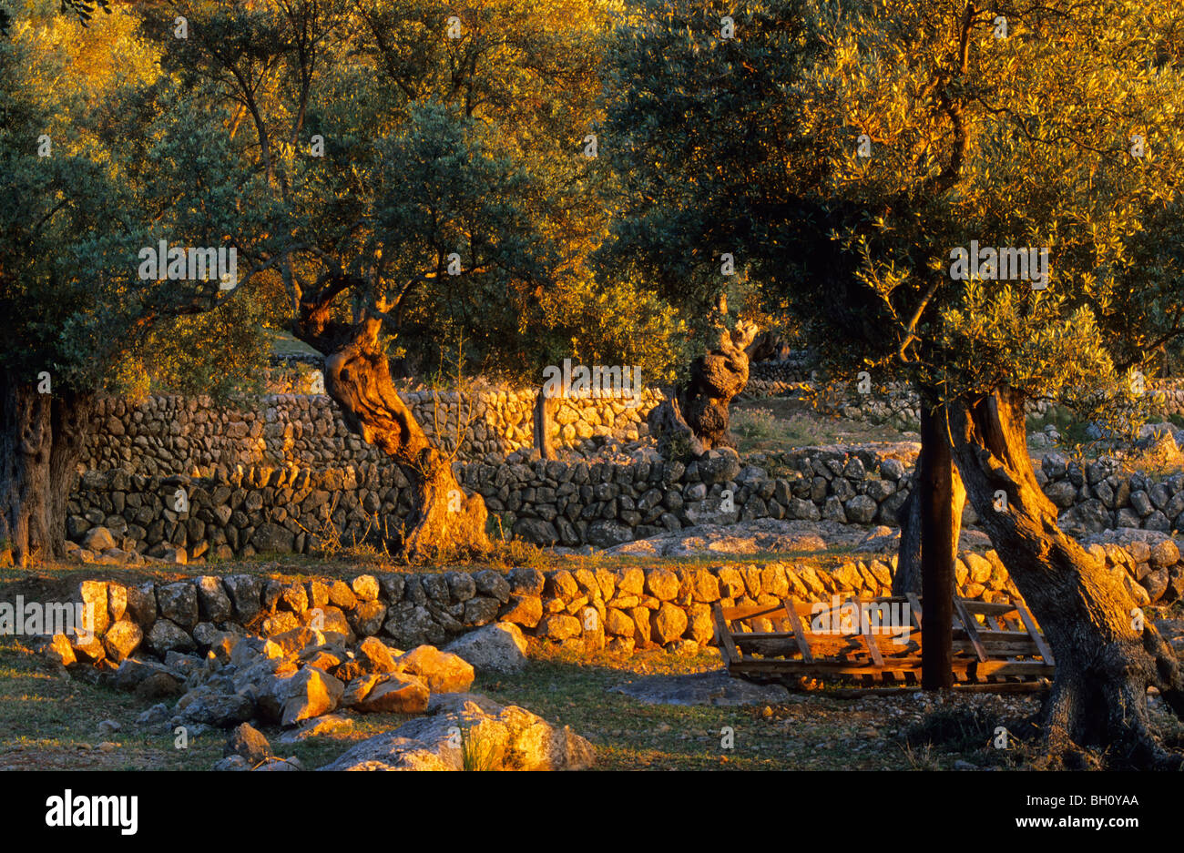 Europe, Spain, Majorca, olive tree Stock Photo - Alamy