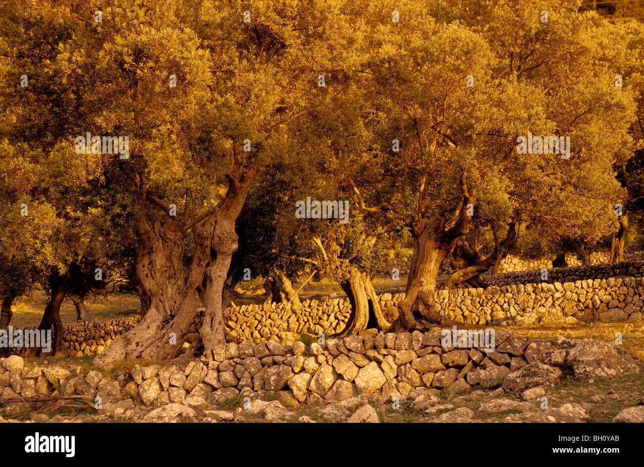 Europe, Spain, Majorca, olive tree Stock Photo - Alamy