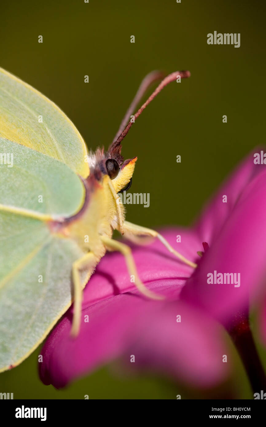 Cleopatra butterfly hi-res stock photography and images - Alamy