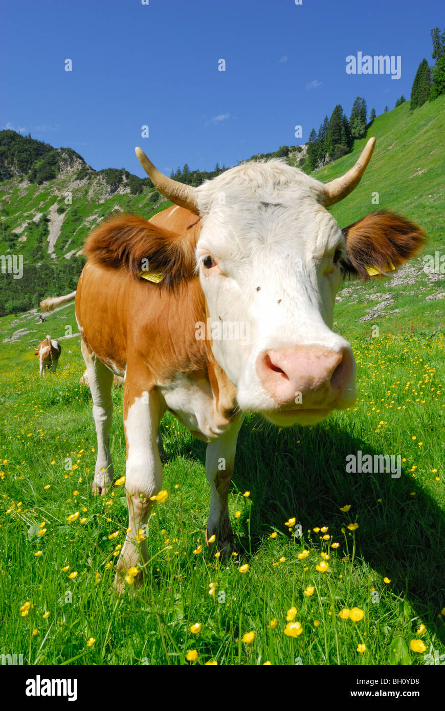 alpine cows on alpine pasture, German Simmental (Spotted Mountain ...