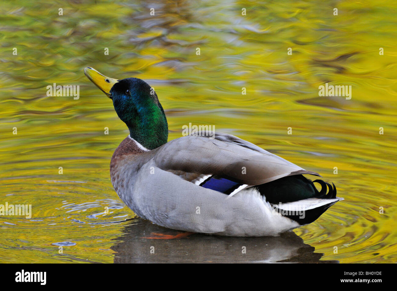 Mallard male colours hi-res stock photography and images - Alamy