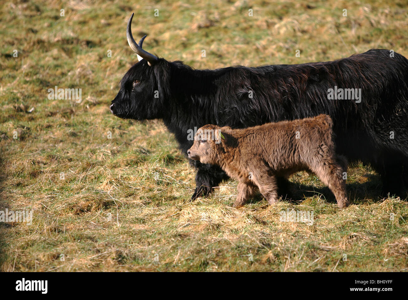 Aberdeen Angus calf and mother, Derbyshire,England Stock Photo - Alamy