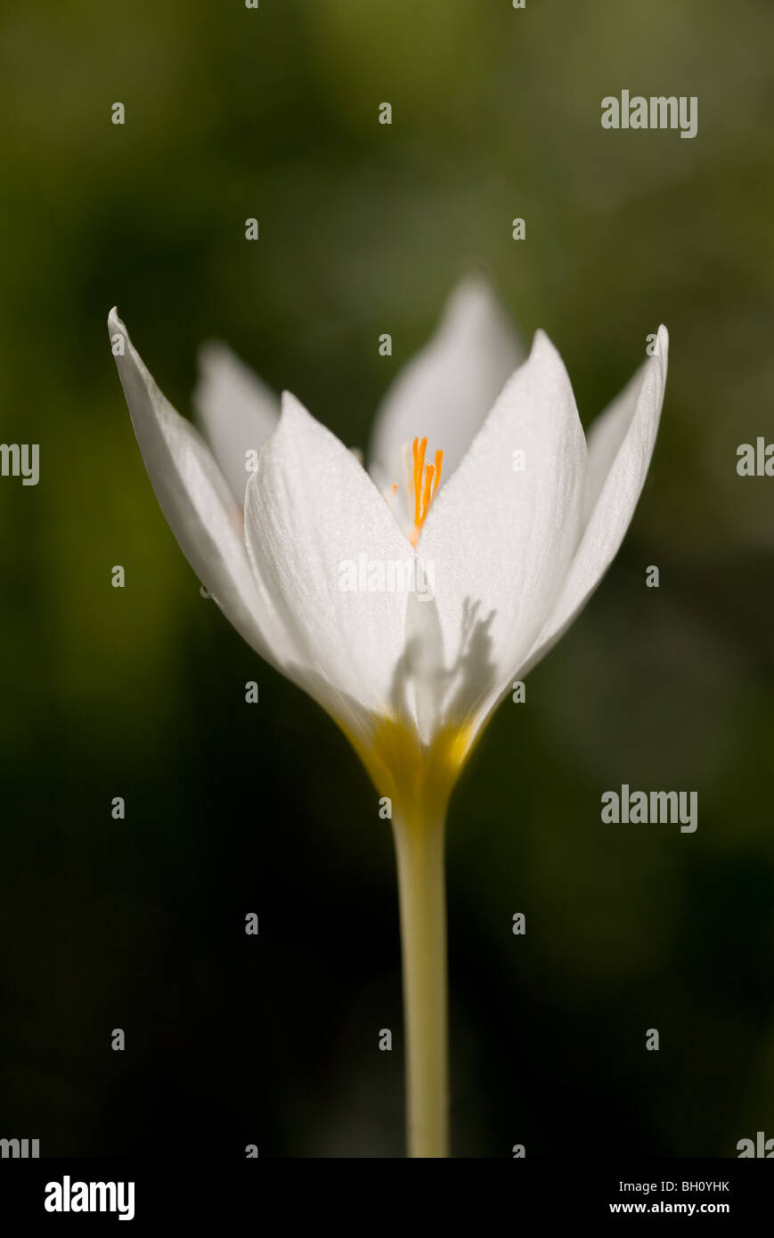 Autumn greece hi-res stock photography and images - Alamy