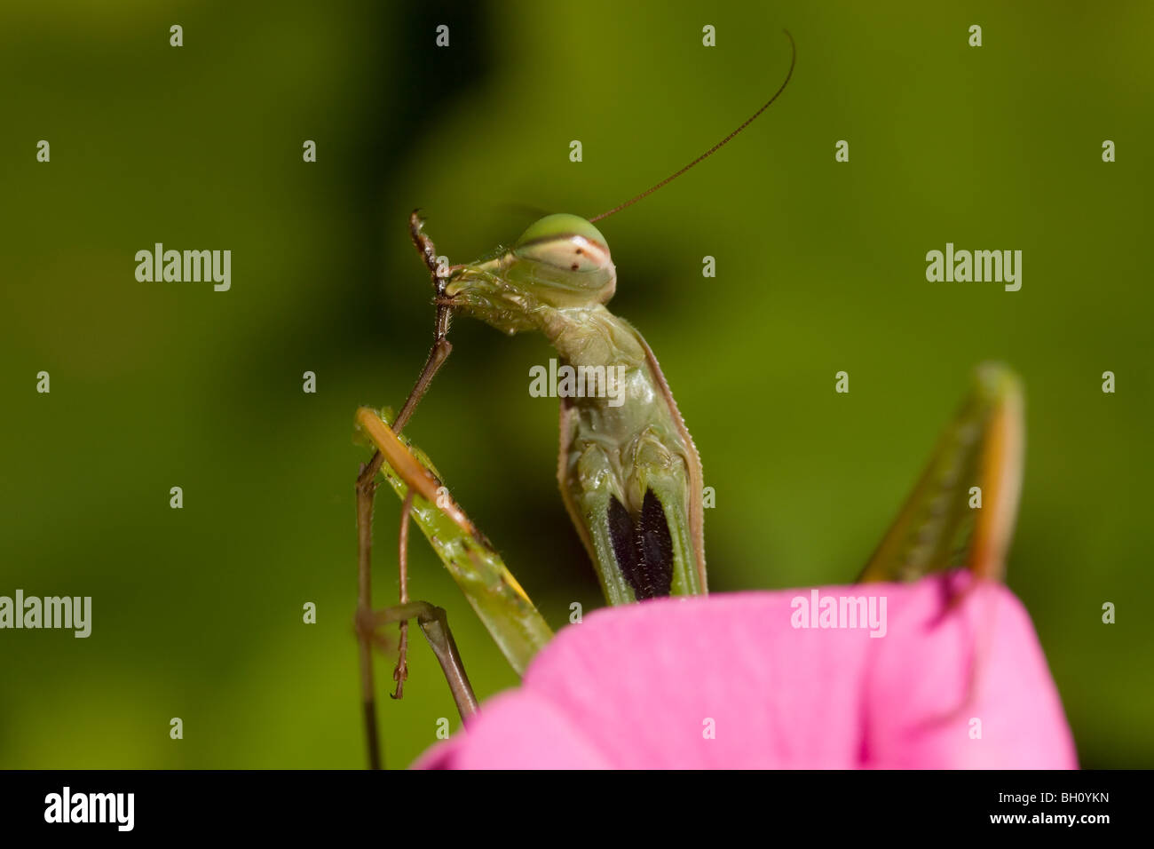 Praying Mantis cleaning its leg Stock Photo - Alamy