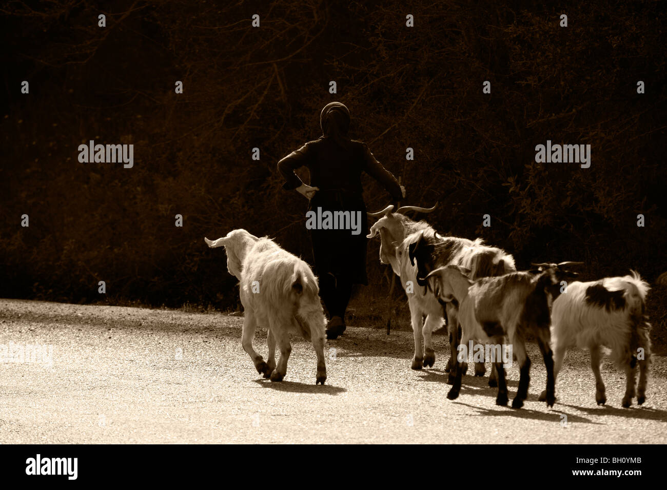 Sheep following shepherd hi-res stock photography and images - Alamy