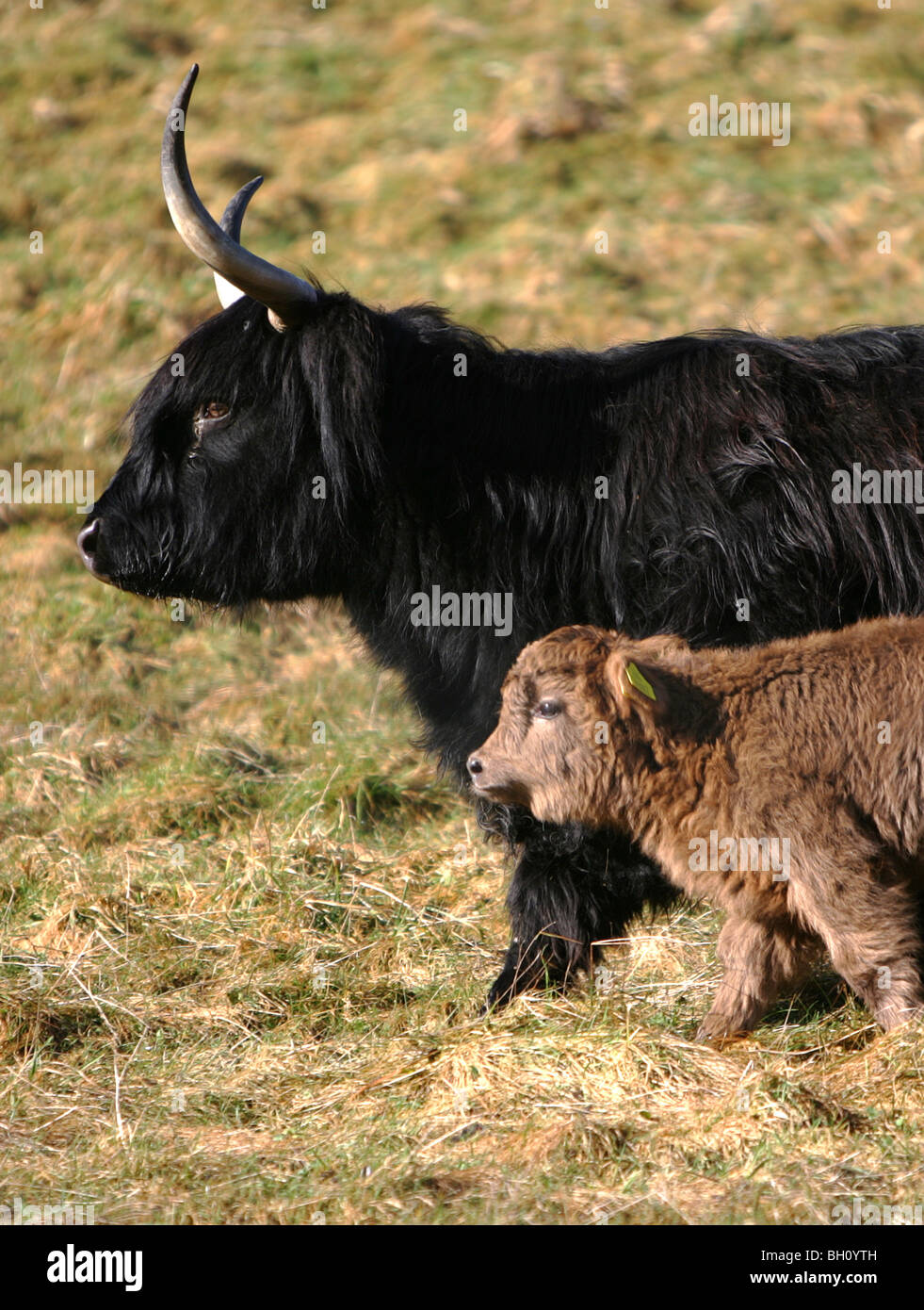 Aberdeen Angus calf and mother, Derbyshire,England Stock Photo - Alamy