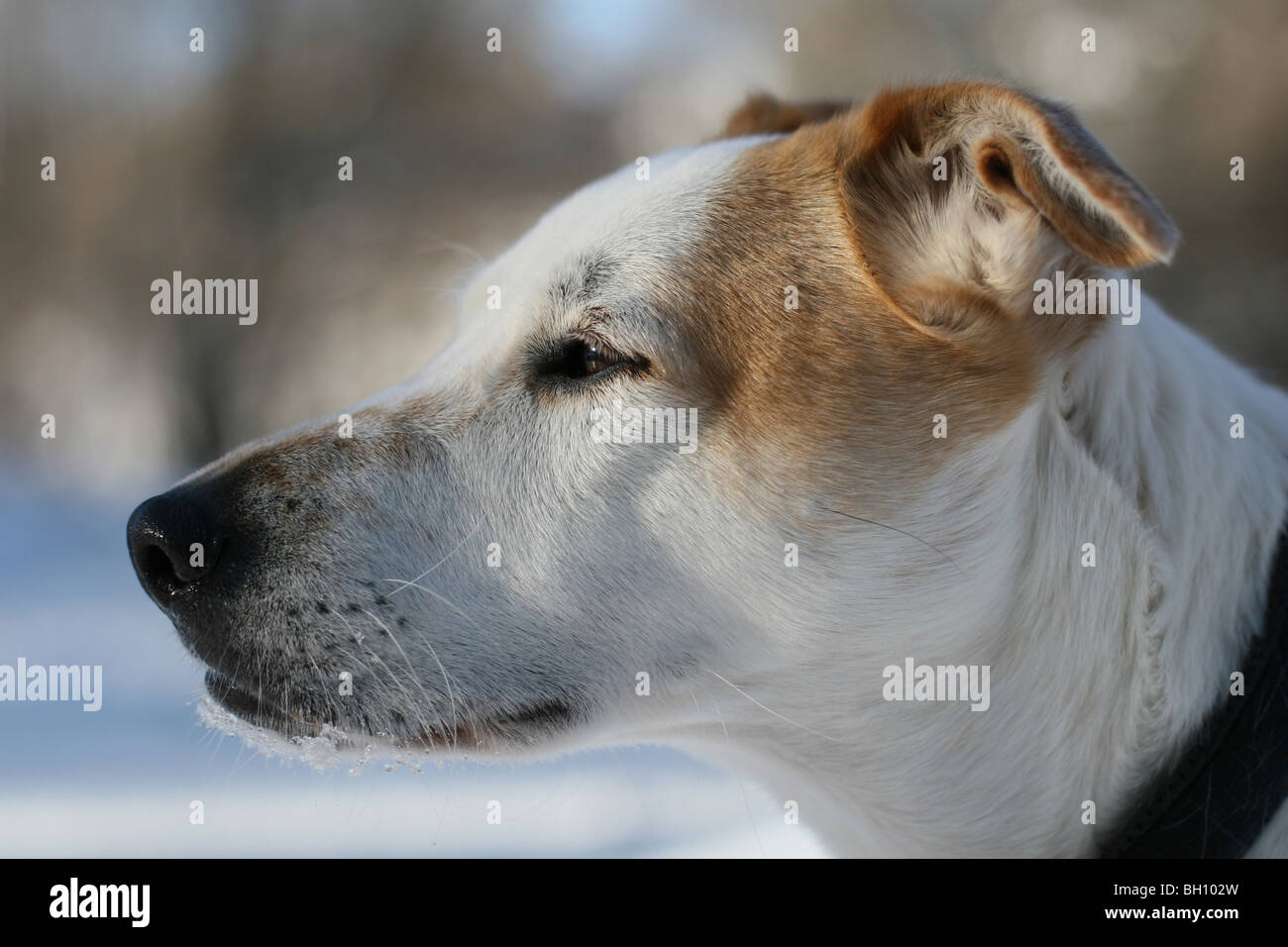 A close up profile of a dog's face Stock Photo - Alamy