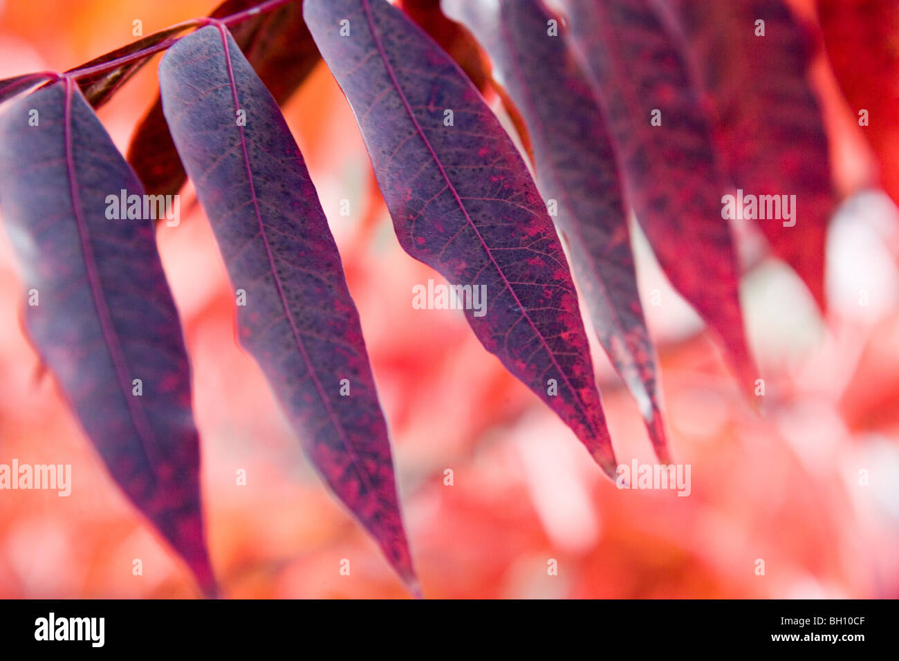 autum leaf leaves changing color maroon deep purple japan fall season ...