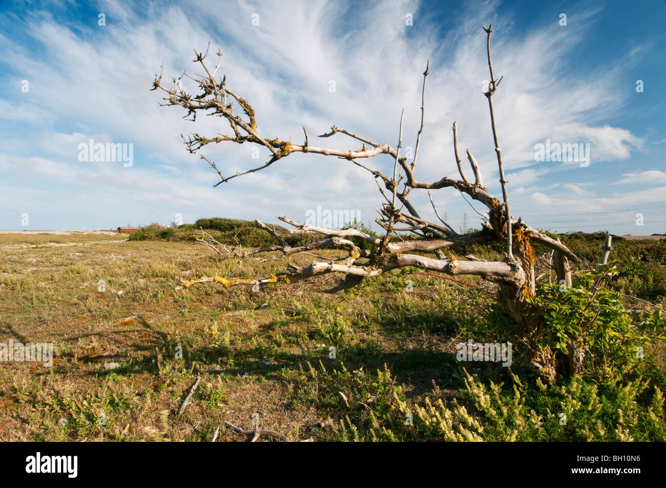 Dungeness Rspb Reserve Kent High Resolution Stock Photography and ...