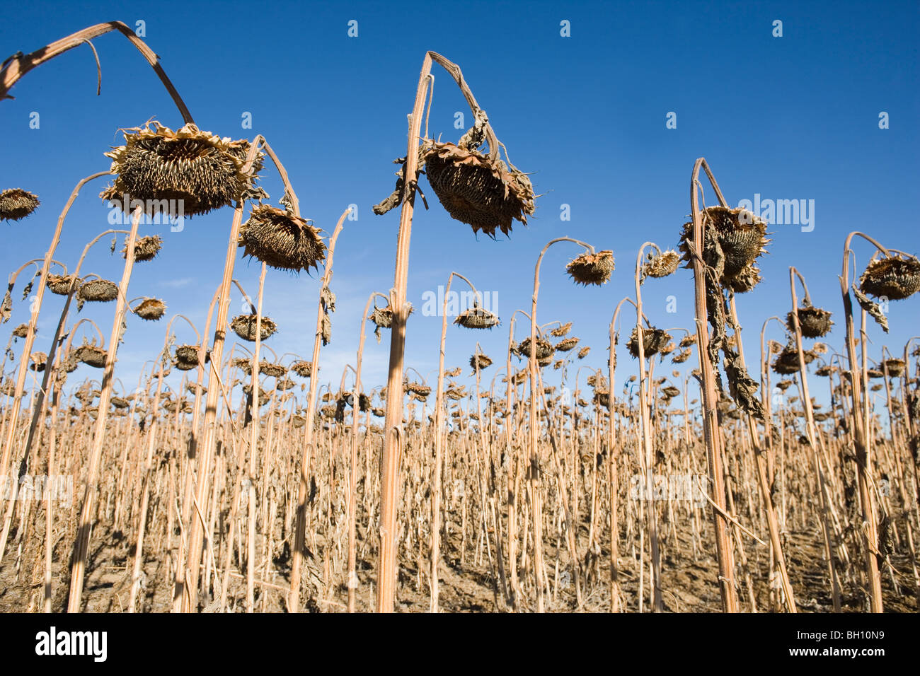 field of dead sunflowers against blue sky Stock Photo - Alamy