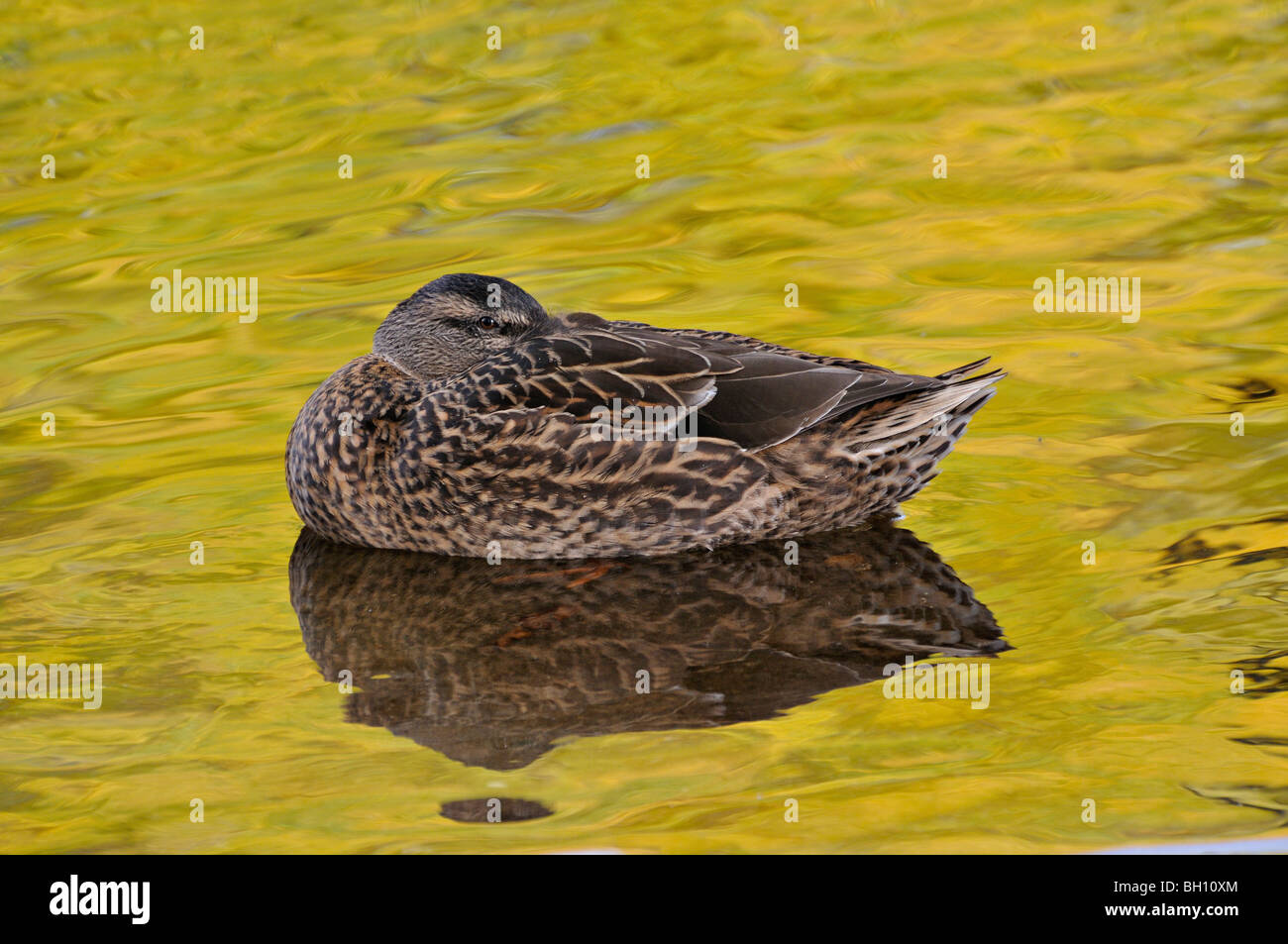 Mallard female asleep on a river reflecting autumn colours at Killin ...