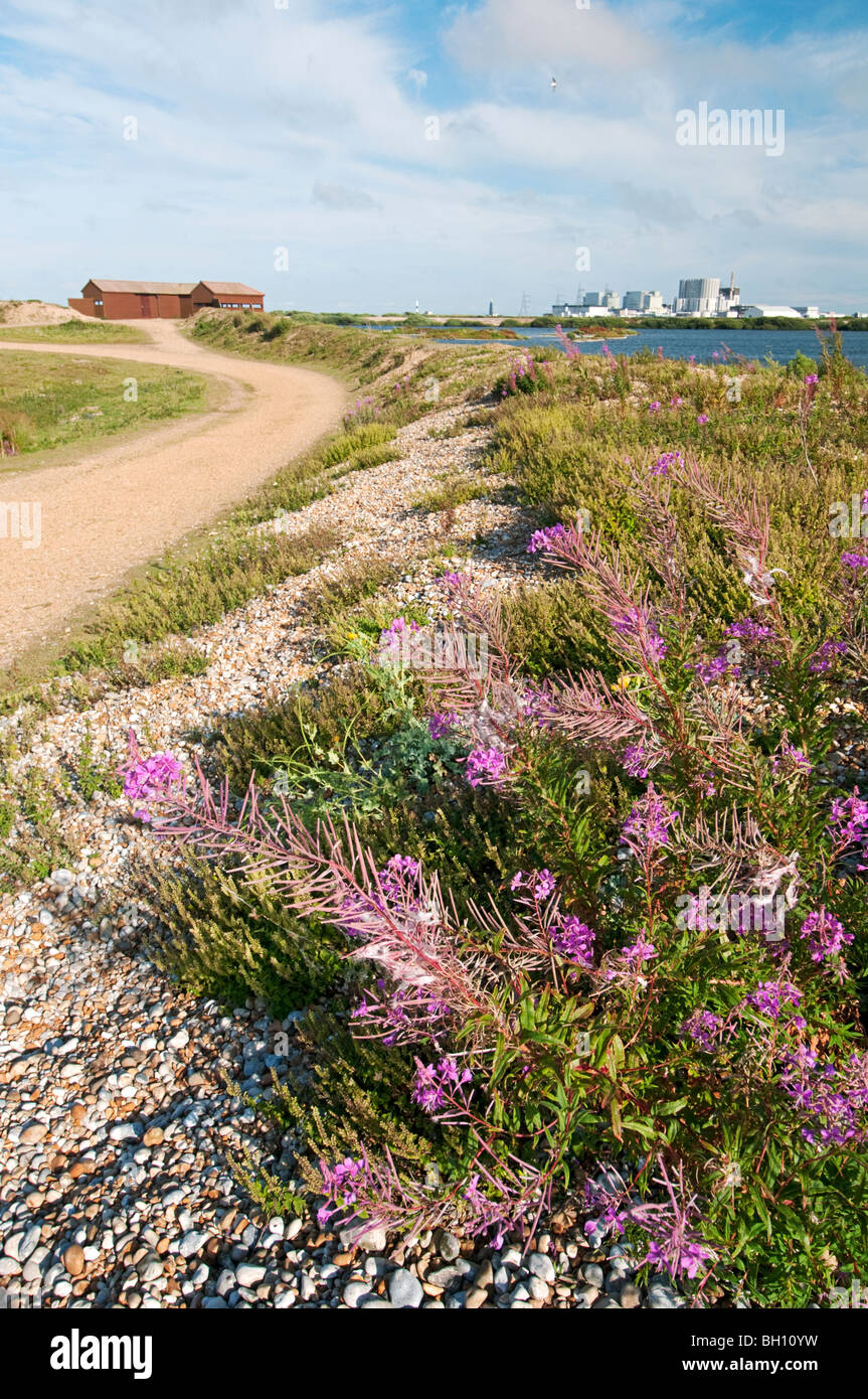 Dungeness RSPB Reserve, Kent, England Stock Photo - Alamy