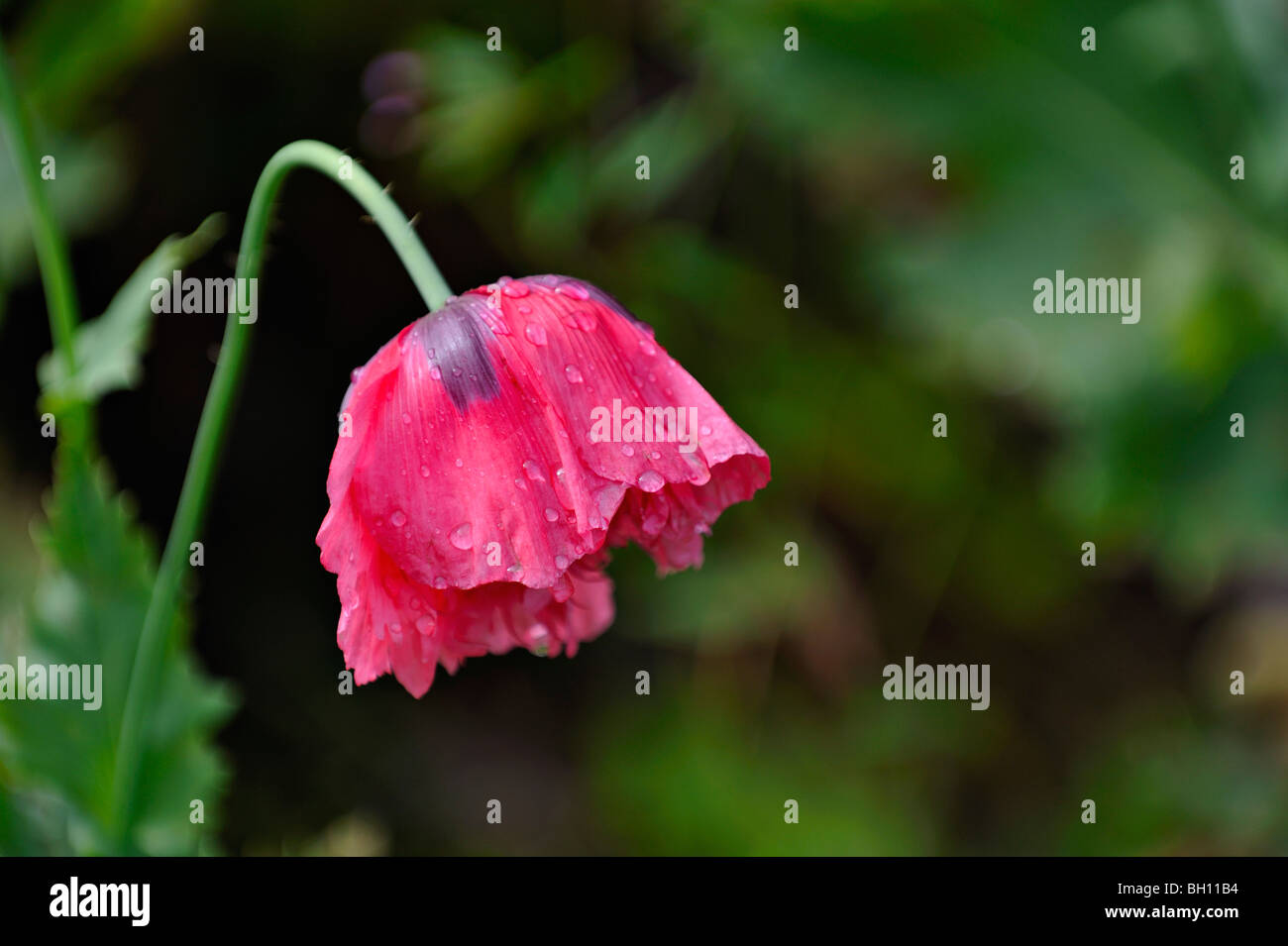Deep pink oriental poppy or papaver orientalis in a garden at Killin in ...