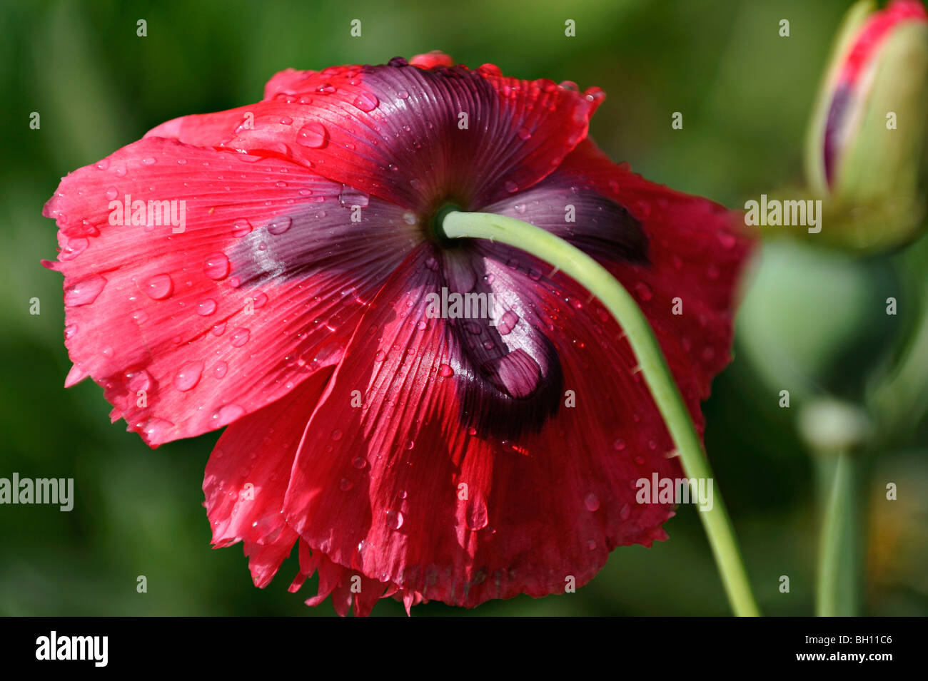 Deep pink oriental poppy or papaver orientalis in a garden at Killin in ...