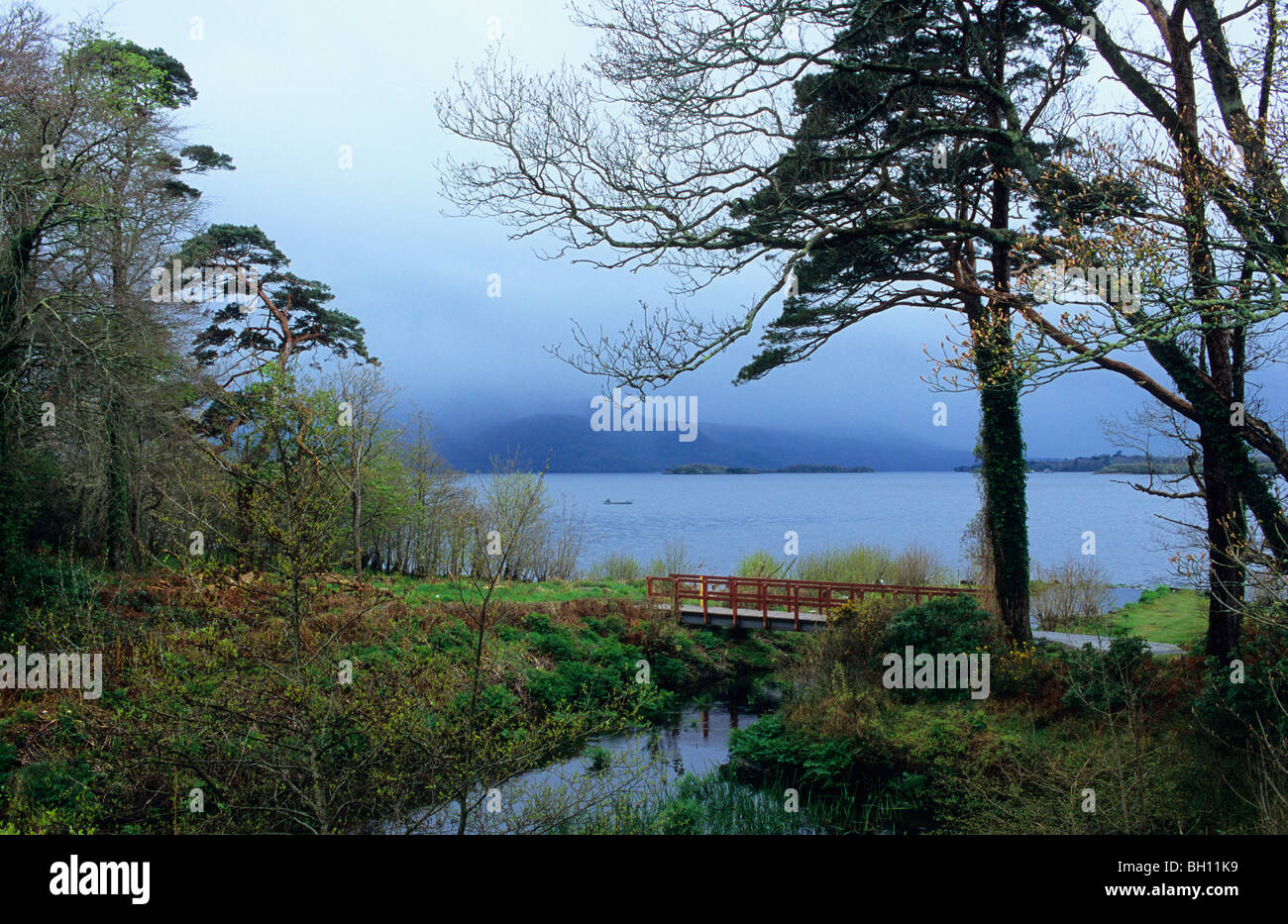 The Lough Leane and a small bridge under trees, Killarney National Park ...