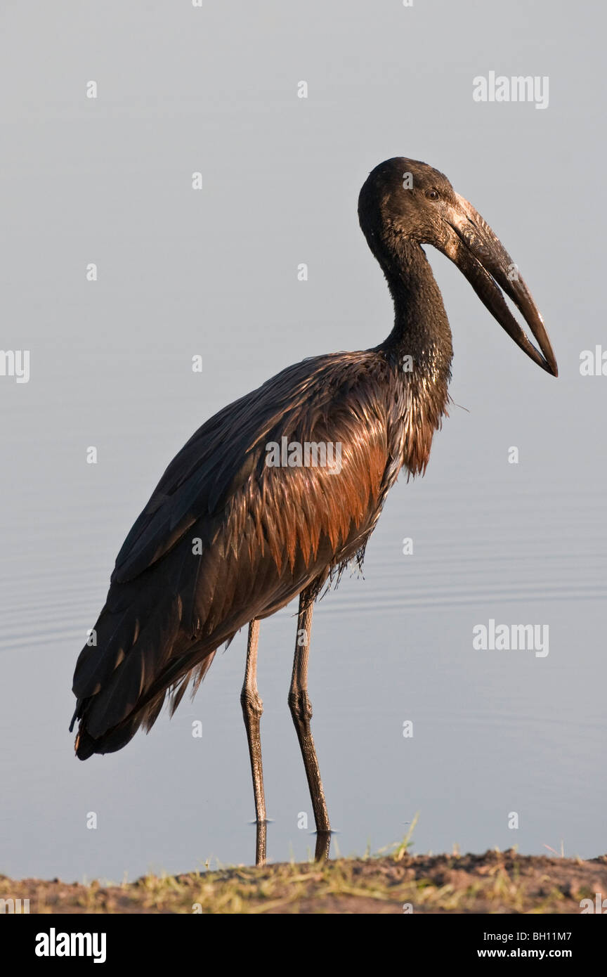Portrait of an openbill stork in southern Africa. The photo was taken ...