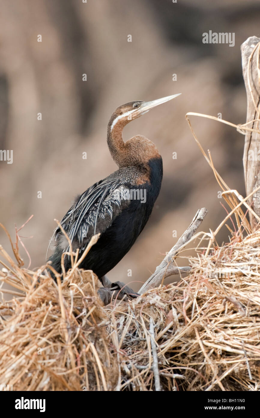 Portrait of an africam darter in southern Africa. The photo was taken ...