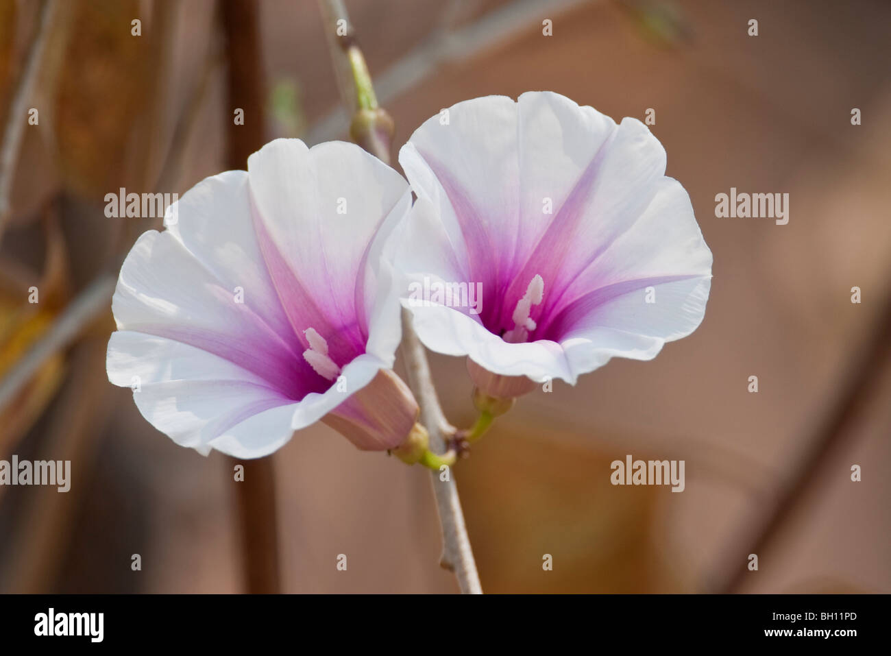 Macro photo of an african wild flower. The photo was taken in Zimbabwe ...