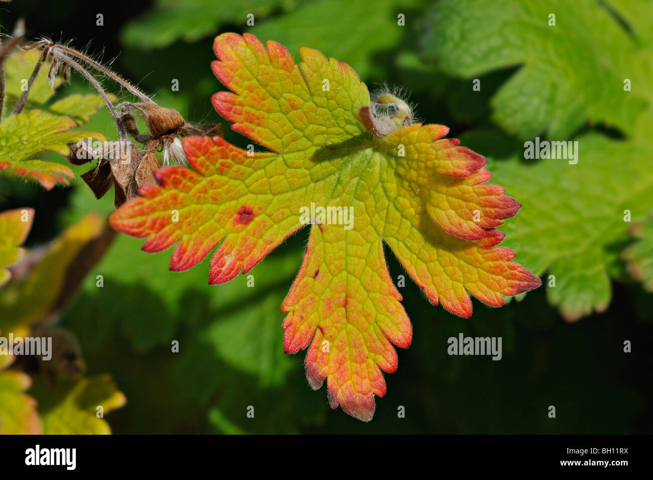 Geranium leaves in autumn hi-res stock photography and images - Alamy