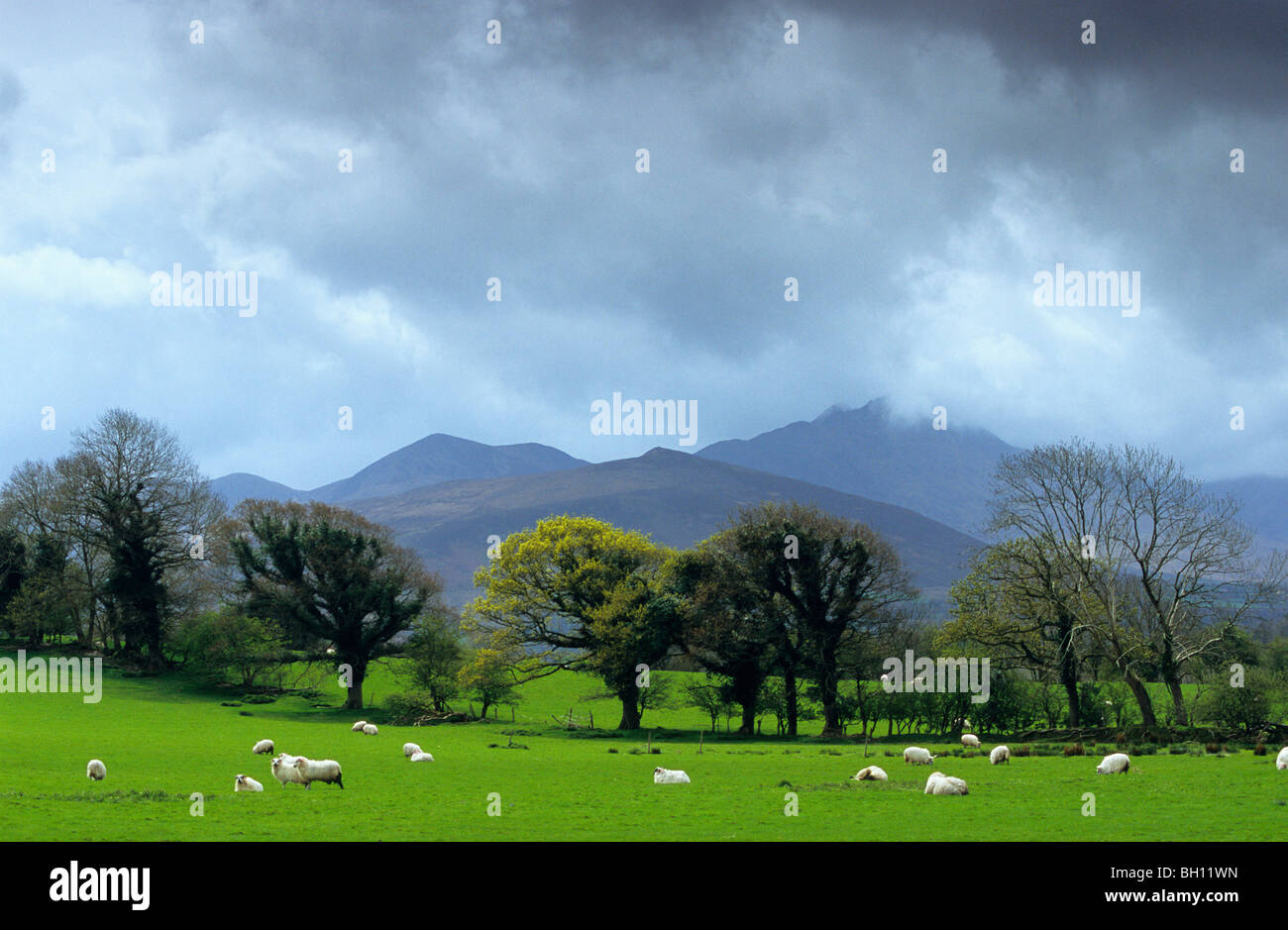 Sheep on a pasture under rain clouds, County Cork, Ireland, Europe ...