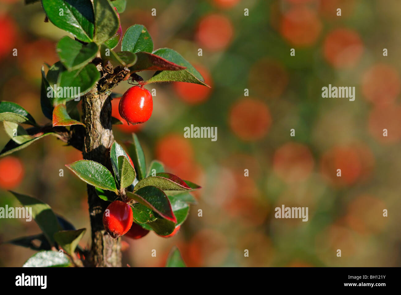 Close-up of cotoneaster leaves and berries Stock Photo - Alamy