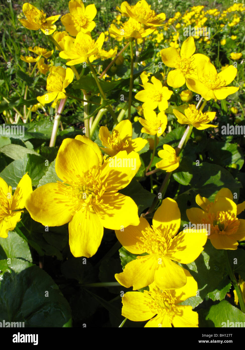 Plant flower varieties types hi-res stock photography and images - Alamy