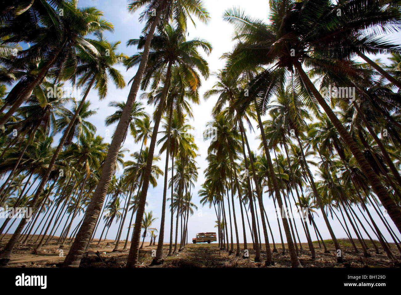 School bus blue sky palm trees hi-res stock photography and images - Alamy