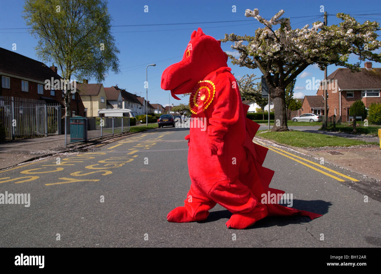 Labour Party Welsh red dragon with rosette campaigning on the streets ...