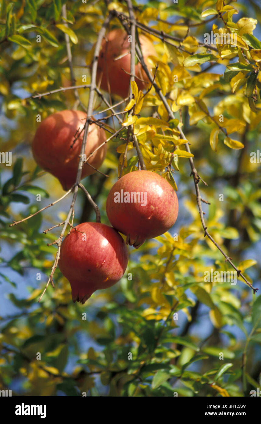Pomegranate grove hi-res stock photography and images - Alamy