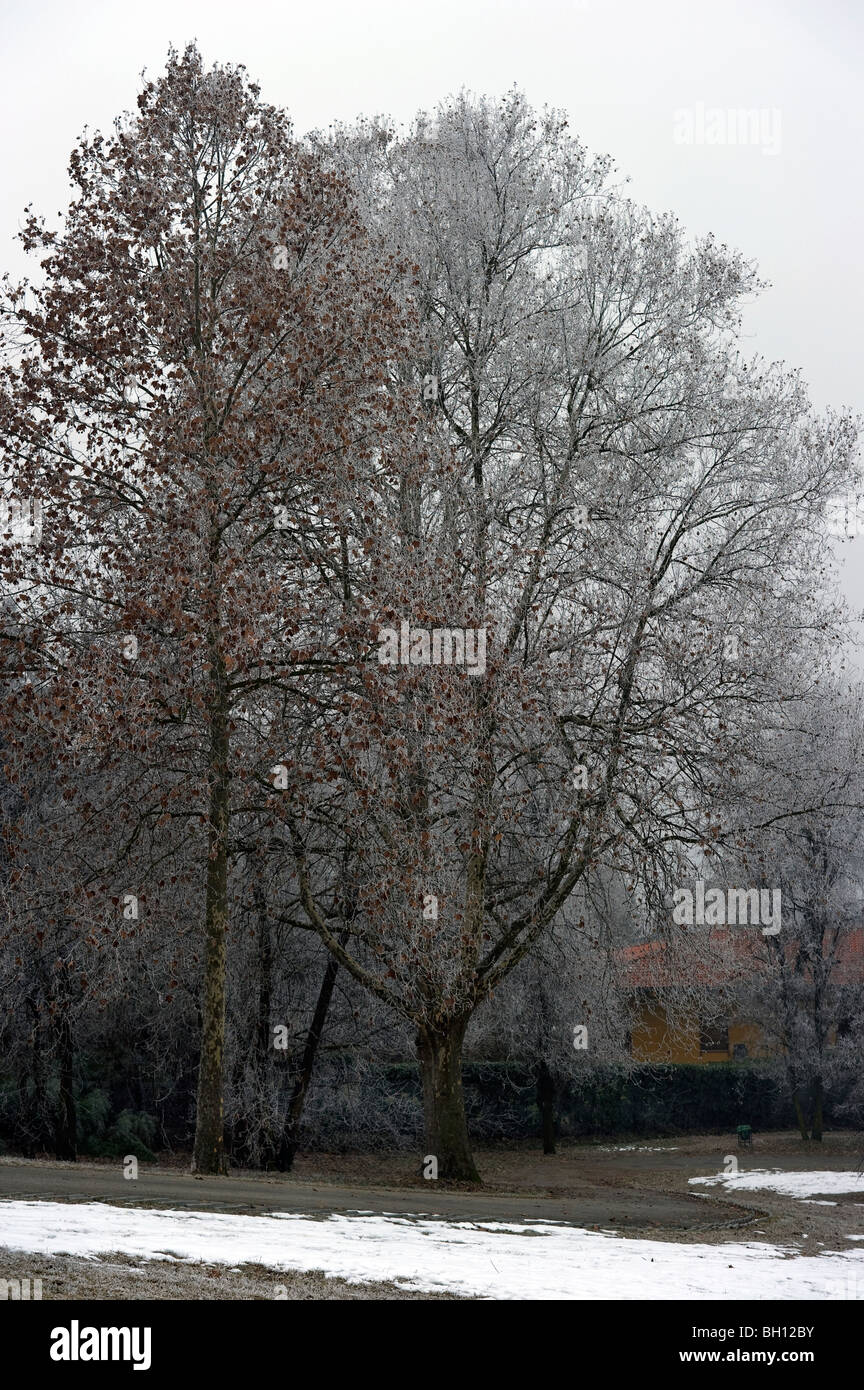 Italy, Piedmont, Turin, planes in the San Vito park Stock Photo - Alamy