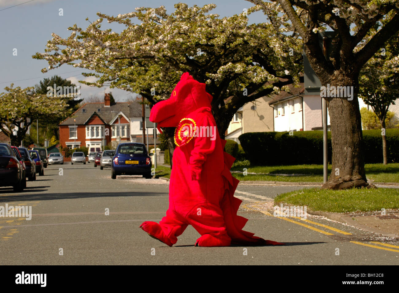 Labour Party Welsh red dragon with rosette campaigning on the streets ...