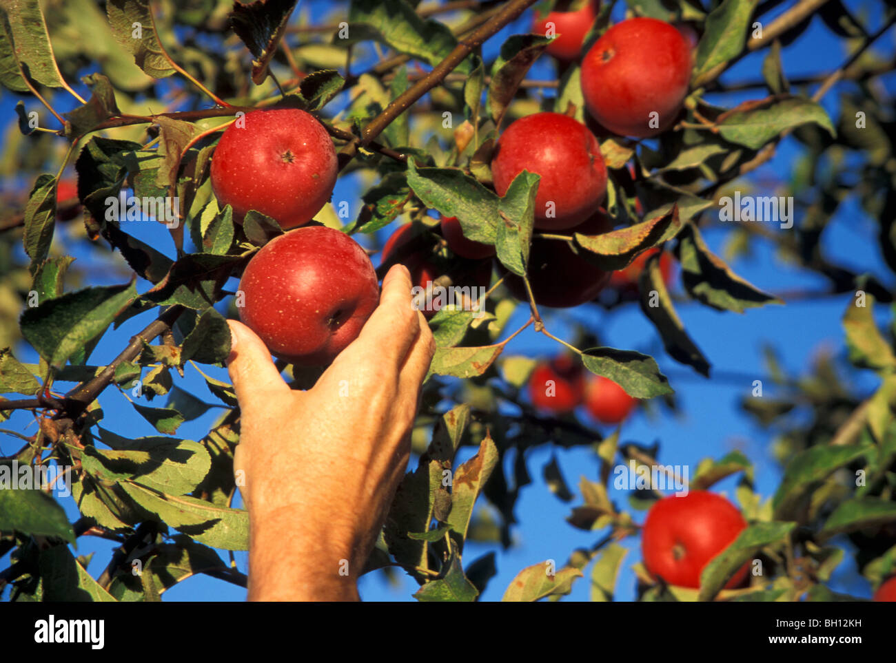 Apple picking usa hi-res stock photography and images - Alamy