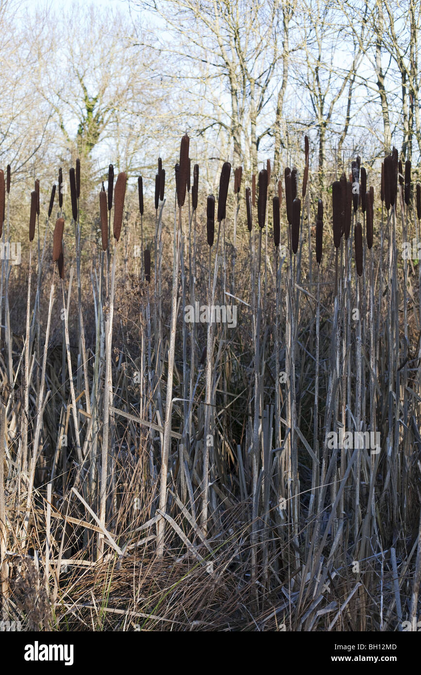 Tule rush hi-res stock photography and images - Alamy